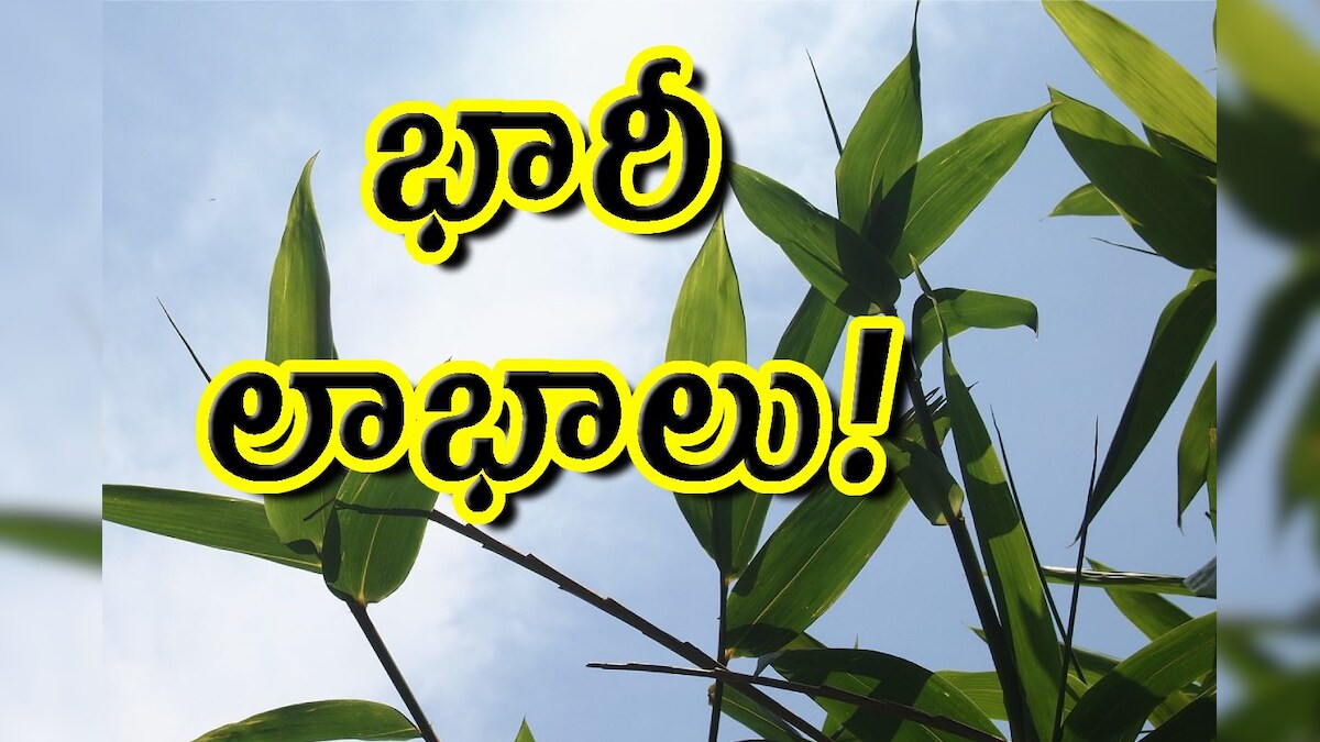 Bamboo Cultivation: రైతులకు ప్రభుత్వం సూచన.. ఈ మొక్కలు పెంచితే భారీ ...
