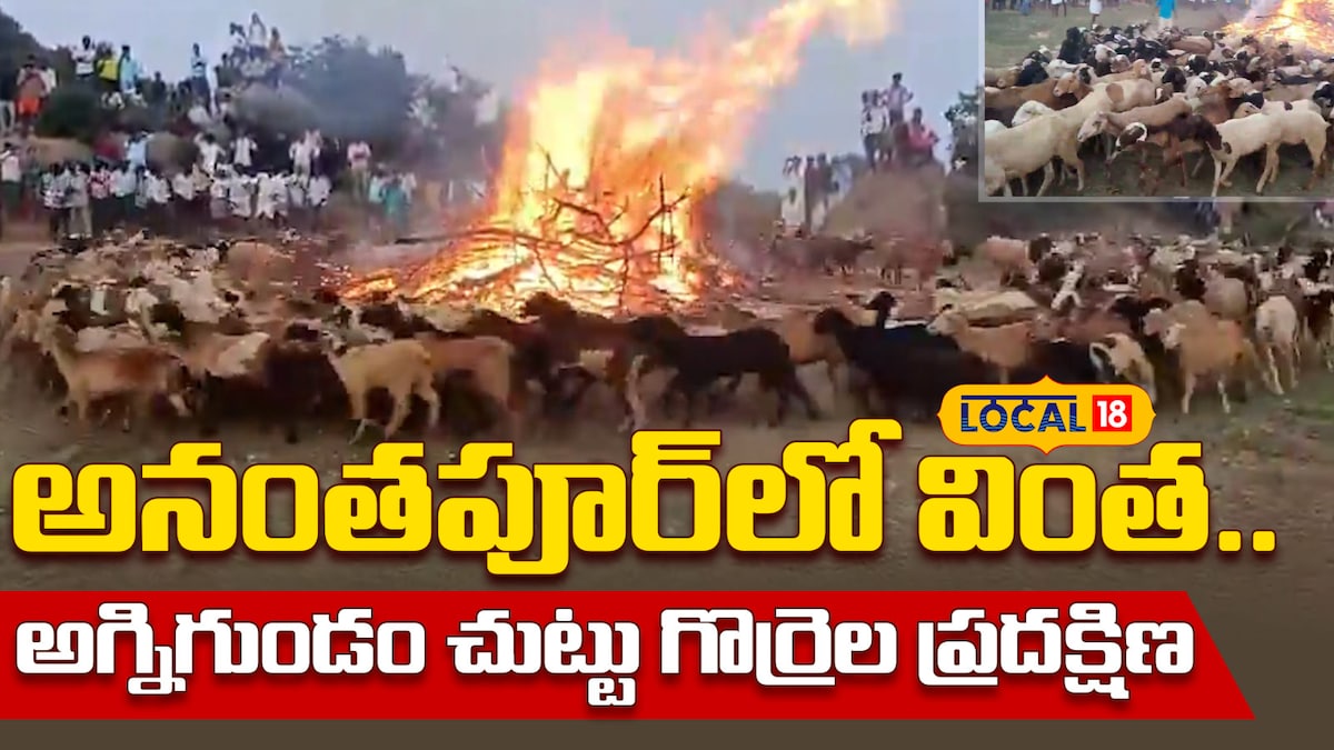 Sheep Circling Fire Pit at Madakasira | local18 - News18 తెలుగు