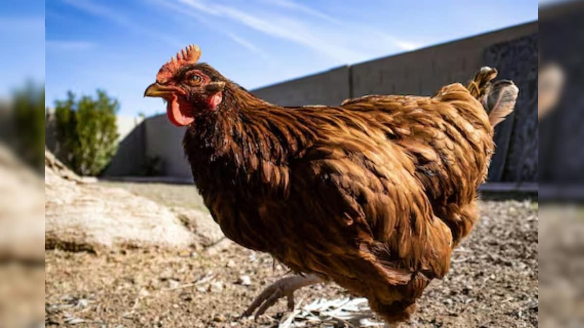 World's most expensive chicken:ఈ చికెన్‌ గోల్డ్‌ కంటే ఖరీదైనది.. ఆ ...