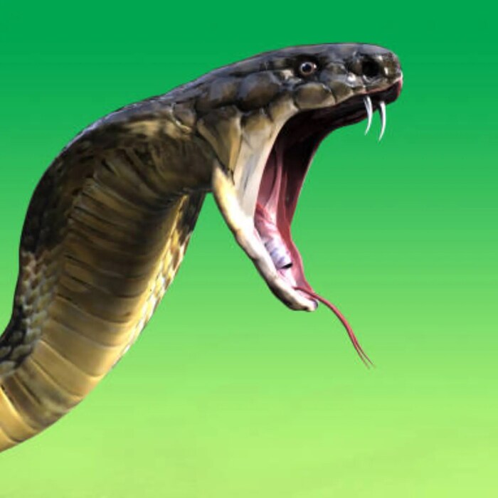 Snakes: ఇంట్లోకి పాము దూరిందా? భయపడకండి, వీటిని చల్లితే క్షణాల్లో ...