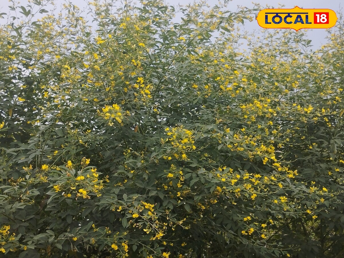 పండిన కంది రైతుల పంట.. ఆశాజనకంగా పూత కాత..there is hope for the farmers ...