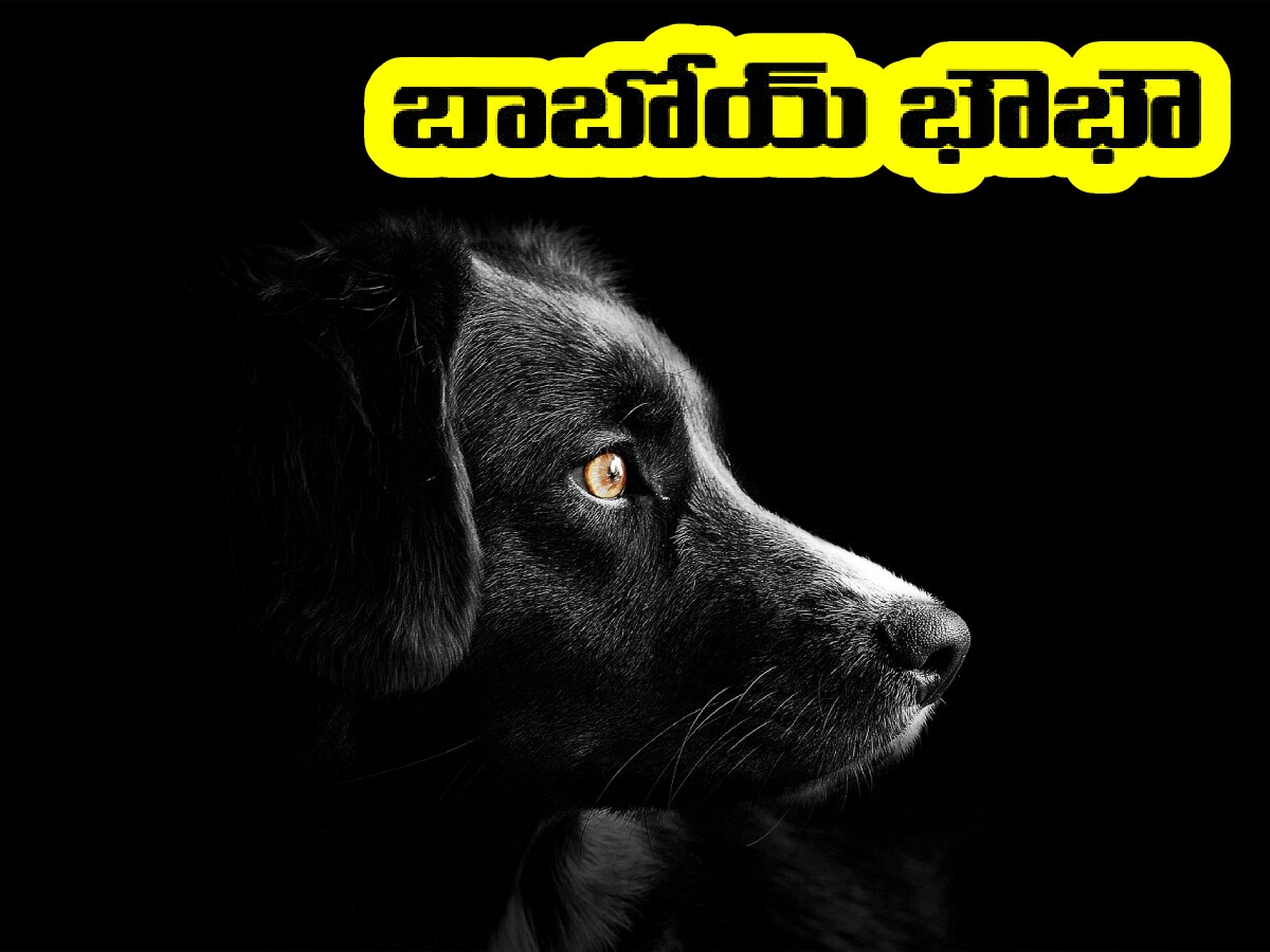 Qatar - Dog: అక్కడ కుక్కను పెంచితే 3 ఏళ్ల జైలు.. మరి మన దగ్గర ...