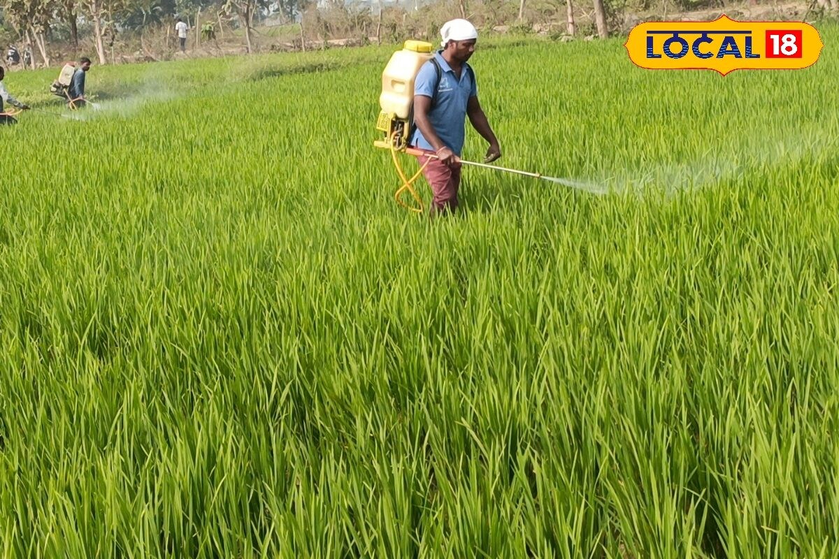 Farmers: వరి పంటకు తెగుళ్లు.. అన్నదాతలకు కన్నీళ్లు..! A New Disease ...