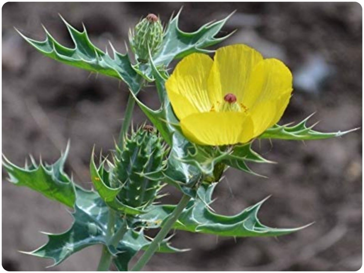 Satyanashi Plant Benefits: ఈ మొక్క వృద్ధాప్యంలో కూడా యవ్వనాన్ని ...