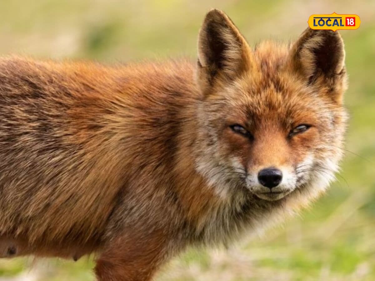 Fox Attack: వామ్మో.. మనుషులపై నక్క దాడి, ముగ్గురికి తీవ్ర గాయాలు | Fox ...