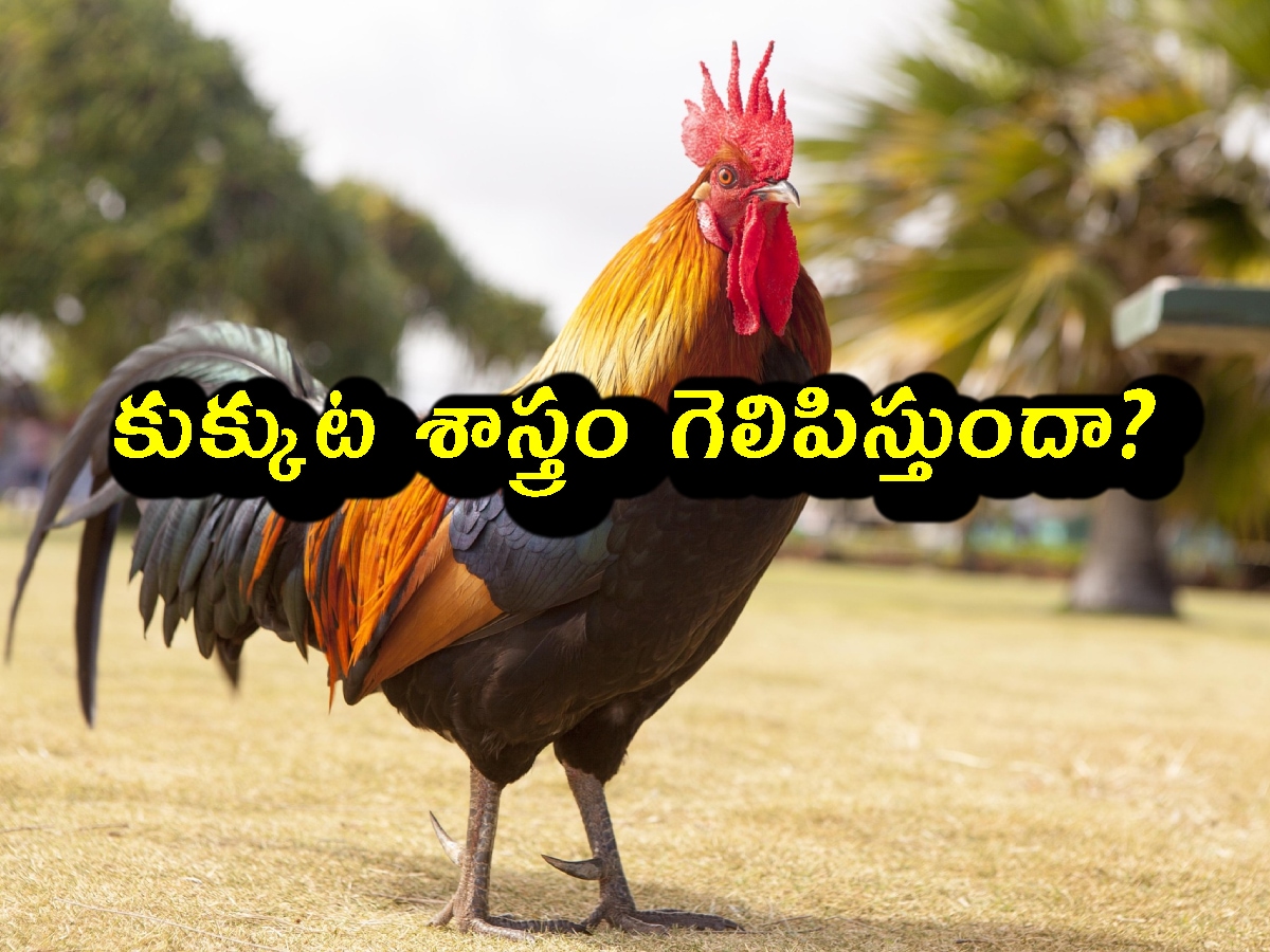 Kukuta Shastra: కుక్కుట శాస్త్రం ఏం చెబుతోంది? దాని ద్వారా కోడి పందేలు ...