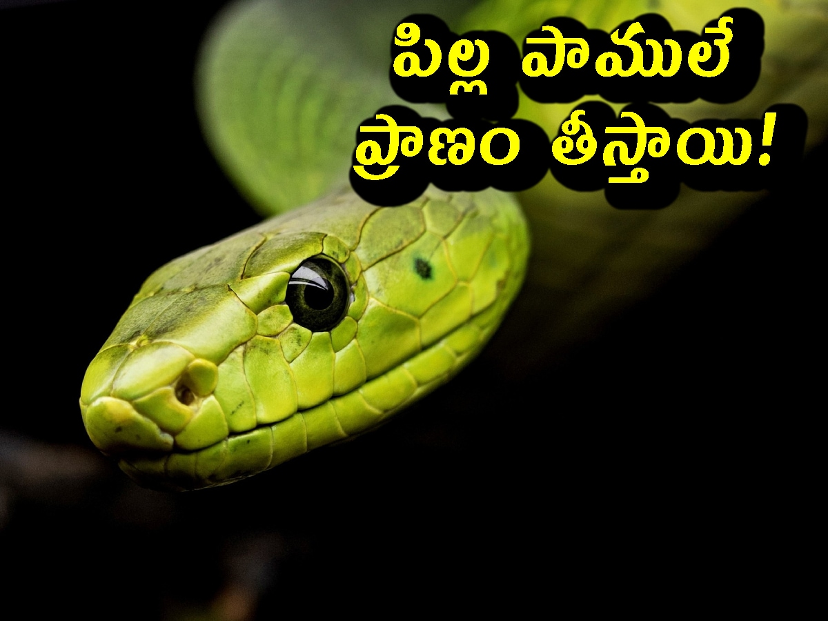 Baby Snakes: ఈ 7 పిల్లపాములే విషపూరితం.. పెద్దయ్యాక విషం తక్కువే.. ఏవో ...