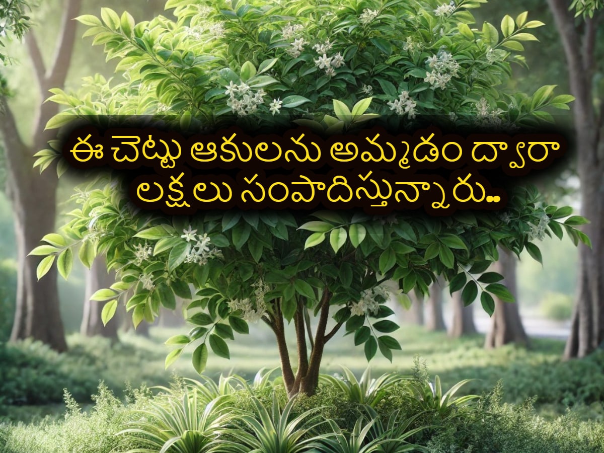 New Business Idea: ఈ చెట్టు ఆకులను అమ్మడం ద్వారా లక్షలు ...