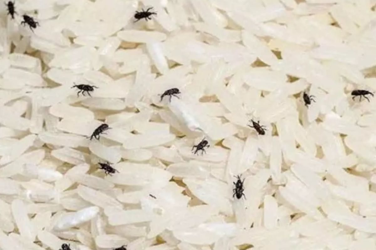 Rice Bugs: బియ్యంలో పురుగులు పడుతున్నాయా? ఎంత కష్టపడినా పోవట్లేదా ...