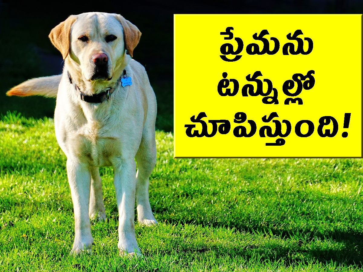 Dog breed: మొదటిసారి కుక్కను పెంచాలా? అయితే ఇది ఎంచుకోండి.. తెగ ...