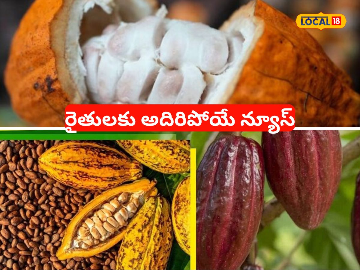Cocoa Crop: రైతులకు భారీ శుభవార్త.. ఈ పంట వేస్తే ఎకరాకు రూ.6 లక్షలు ...