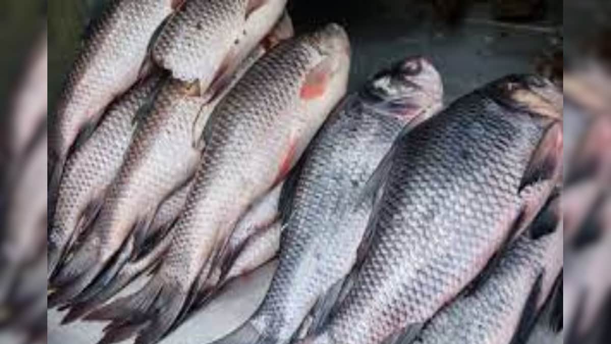 Mrigasira Karthi Fish Fact: మృగశిర కార్తె రోజున చేపలు ఎందుకు తినాలి ...