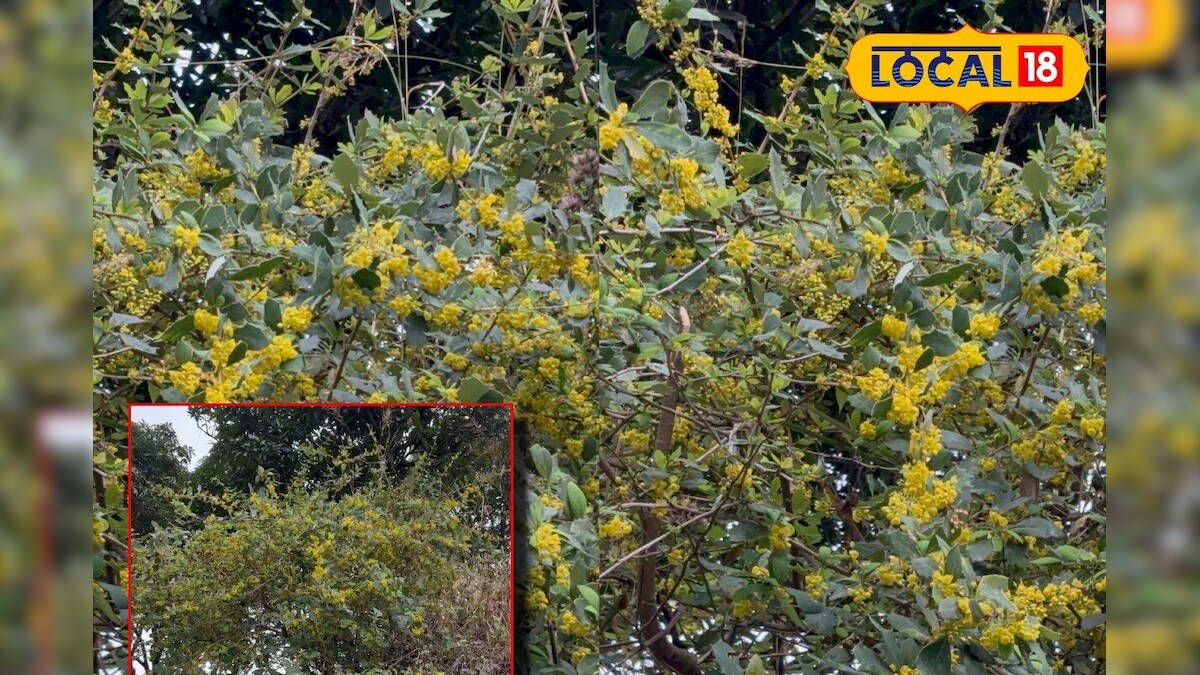 Kilmodi plant: మీ ఇంటి పక్కన ఉండే ఈ పసుపు పూల మొక్క ప్రయోజనాలు ఏంటో ...