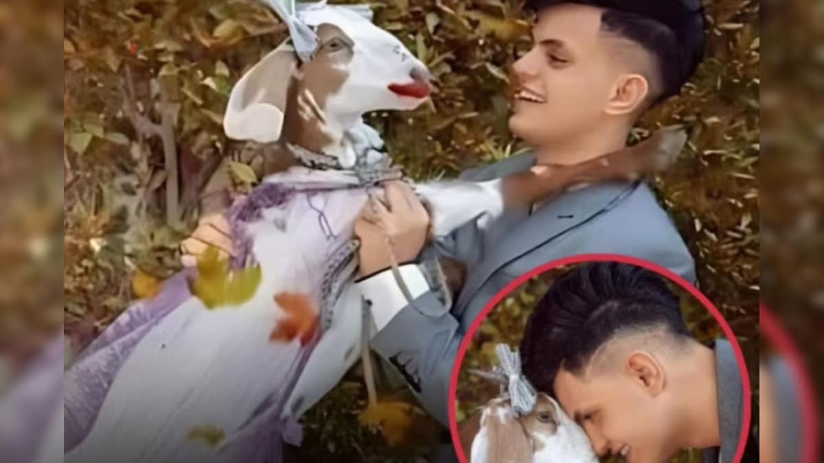 Man Married Goat: లవర్‌లు వదిలేశారని.. ఏకంగా జంతువును పెళ్లి చేసుకున్న ...