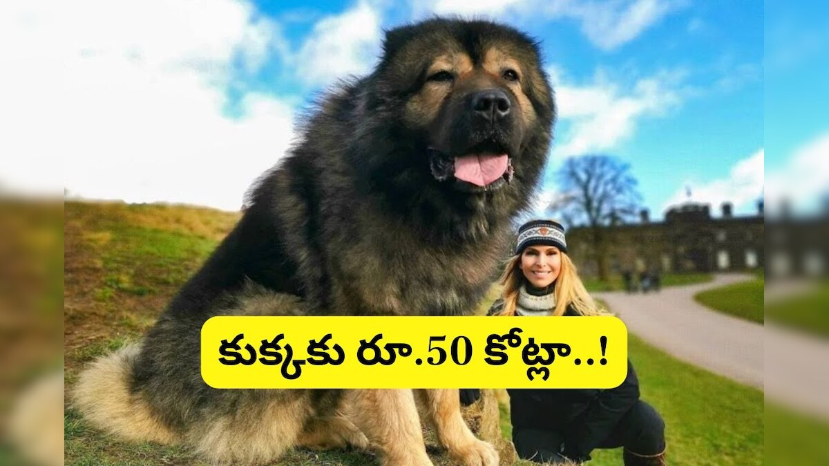Rare Dog -Cadabomb Okami Sold For 50 crores: కుక్కకు రూ.50 కోట్లు ఏంటి ...