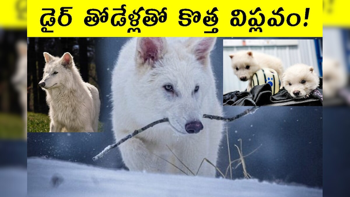 Dire Wolves: 12వేల ఏళ్ల కిందట అంతరించిన డైర్ తోడేళ్లను తిరిగి ఎలా ...