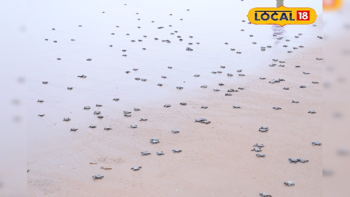 శ్రీకాకుళం బారువా బీచ్‌లో ఒలివ్ రిడ్లీ తాబేలు ఉత్సవం - ప్రకృతి పరిరక్షణ ...