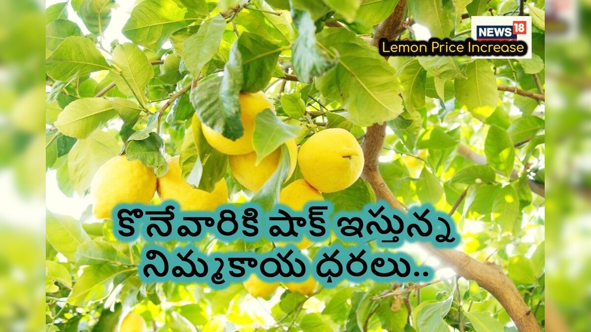 Lemon Price Increase: కొనేవారికి షాక్ ఇస్తున్న నిమ్మకాయ ధరలు.. 4 ...