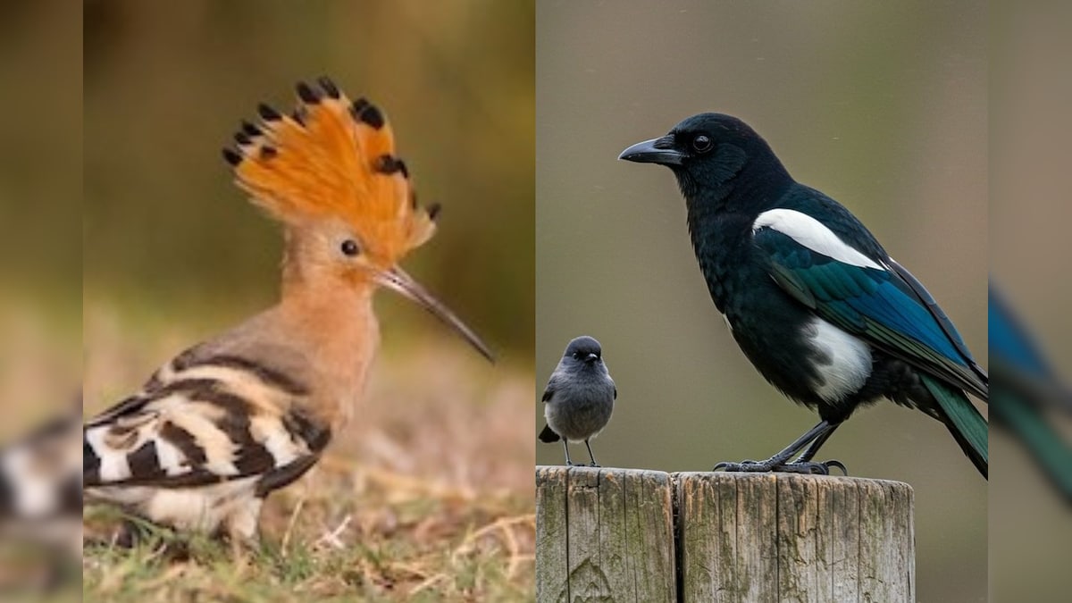 Omen Birds: ఈ 7 రకాల పక్షులు.. పొరపాటున ఎదురుపడితే భారీ ప్రమాదం తప్పదు, ప్రాణాలే పోవచ్చు!