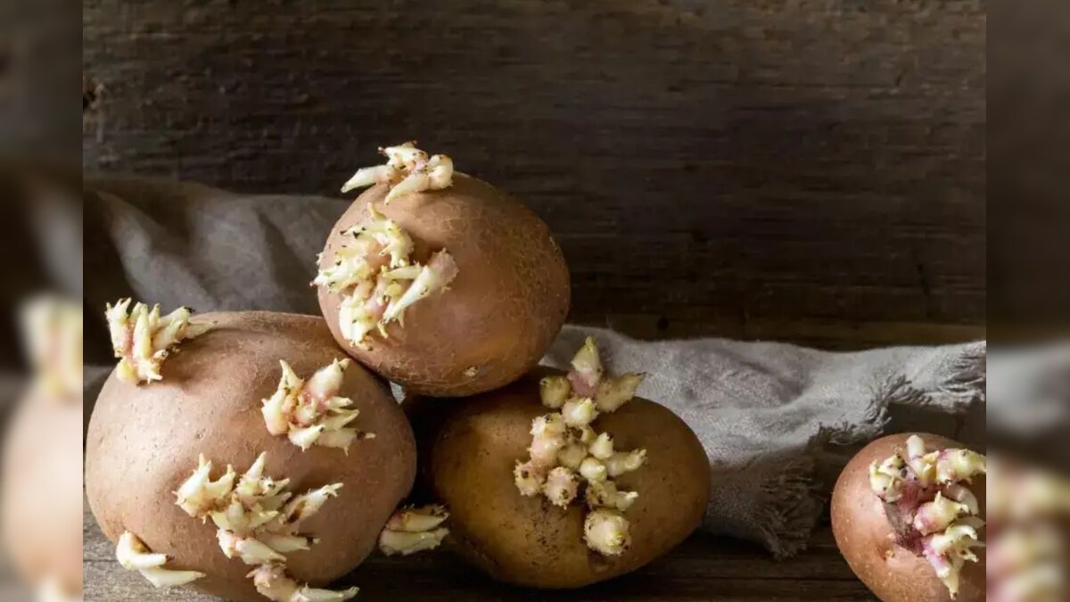 Poison Potato: బ్రో.. ఈ పొటాటోస్ తింటున్నారా? జాగ్రత్త.. అవి విషం అంట ...