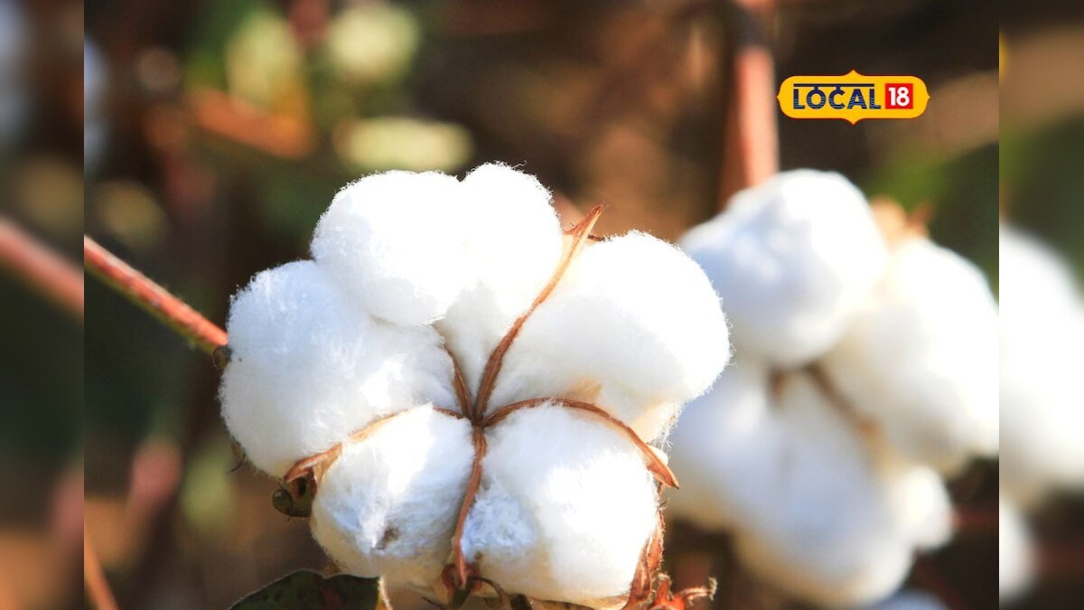 తక్కువ సమయంలో పత్తి సాగు పద్ధతులు .. హీర్జీ భింగ్రాడియా సూచనలు. Cotton ...