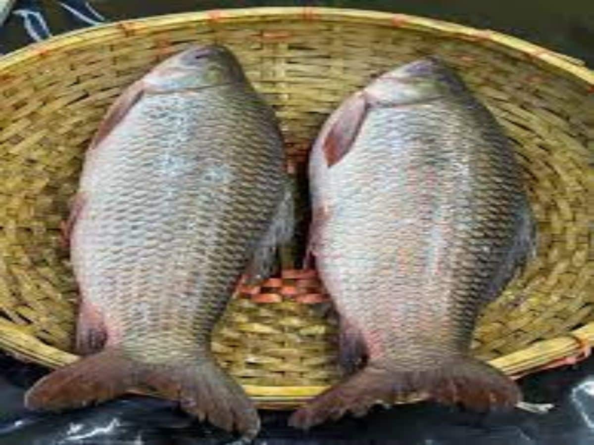 Danger Fish Part: చేపలో ఈ భాగం అస్సలు తినొద్దు.. తింటే చావడం ఖాయం.. అది ...