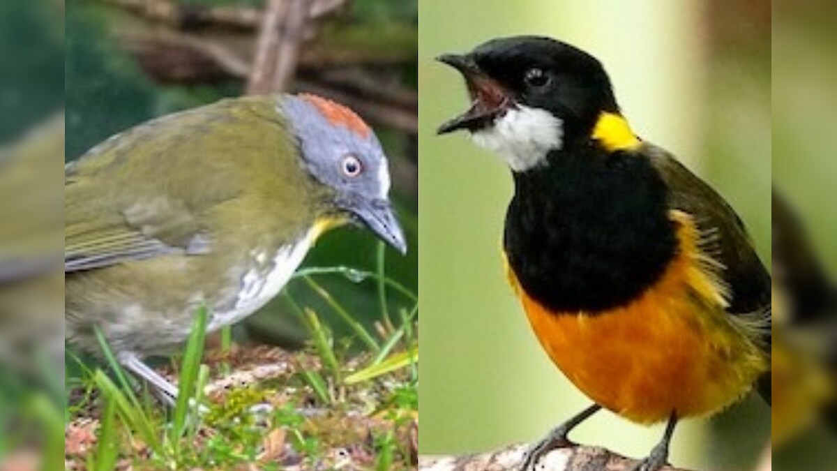 Poisonous Birds: ఈ పక్షుల ఈకల్లో ప్రమాదకరమైన విషం.. పొరపాటున కూడా టచ్ ...