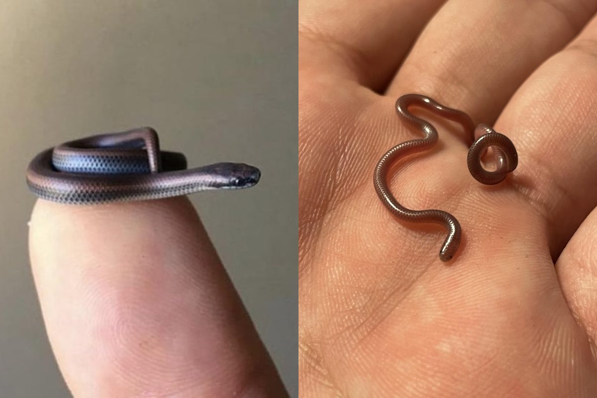 Ration Card: కొత్త రేషన్ కార్డ్ కోసం దరఖాస్తు చేశారా? శుభవార్త చెప్పిన ...