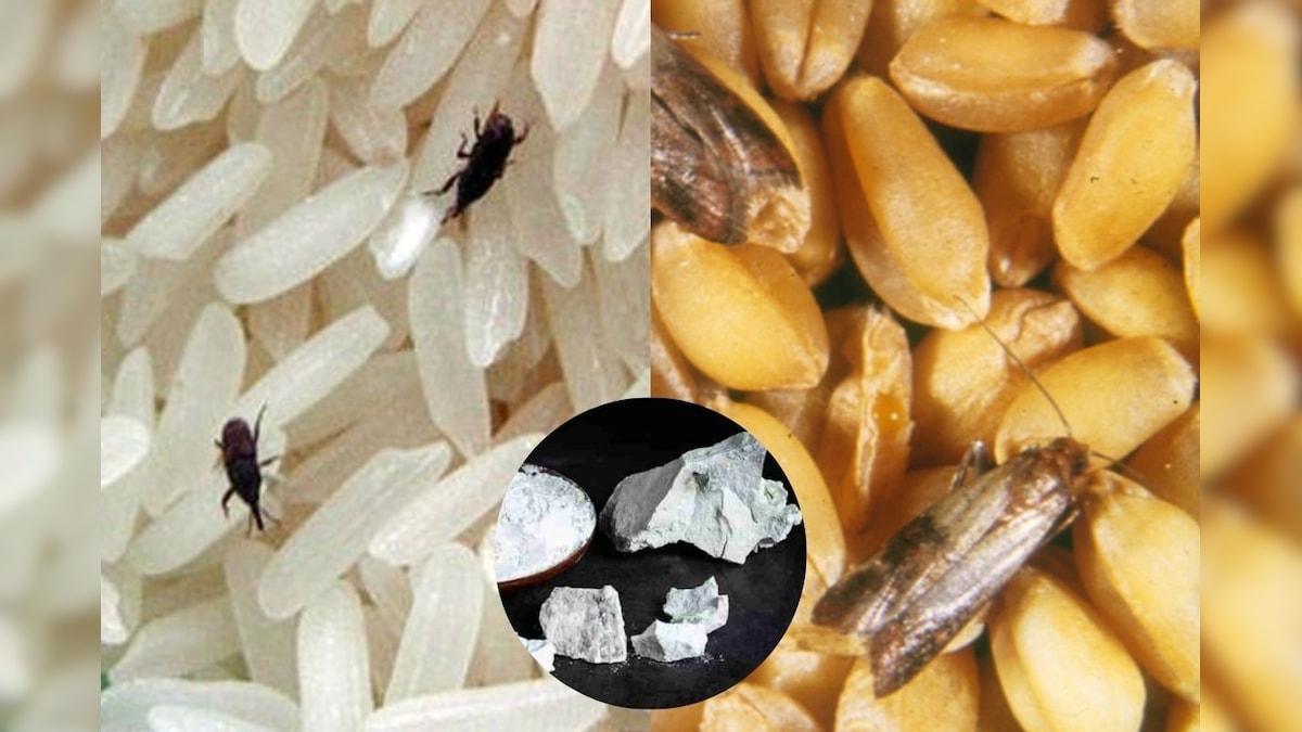 Rice Bugs: వర్షాకాలం పప్పులు, బియ్యంలో పురుగులు పడుతున్నాయా..? ఈ 2 ...