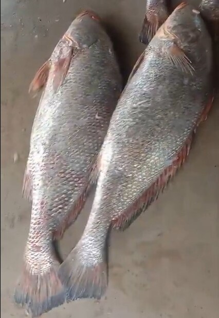 Telia Bhola Fish: ఆ చేప ధర కేజీ రూ.30వేలు. అయినా ఎగబడి కొంటారు.. అందుకు ...