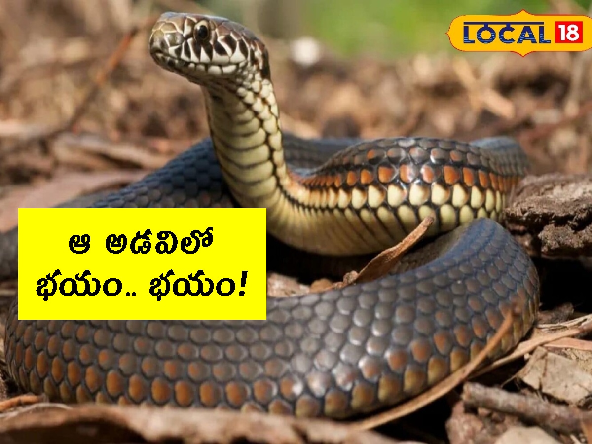 Flying Snakes: కోర్బా అడవిలో ఎగిరే పాముల రహస్యం.. ఆసక్తికర విషయాలు ...