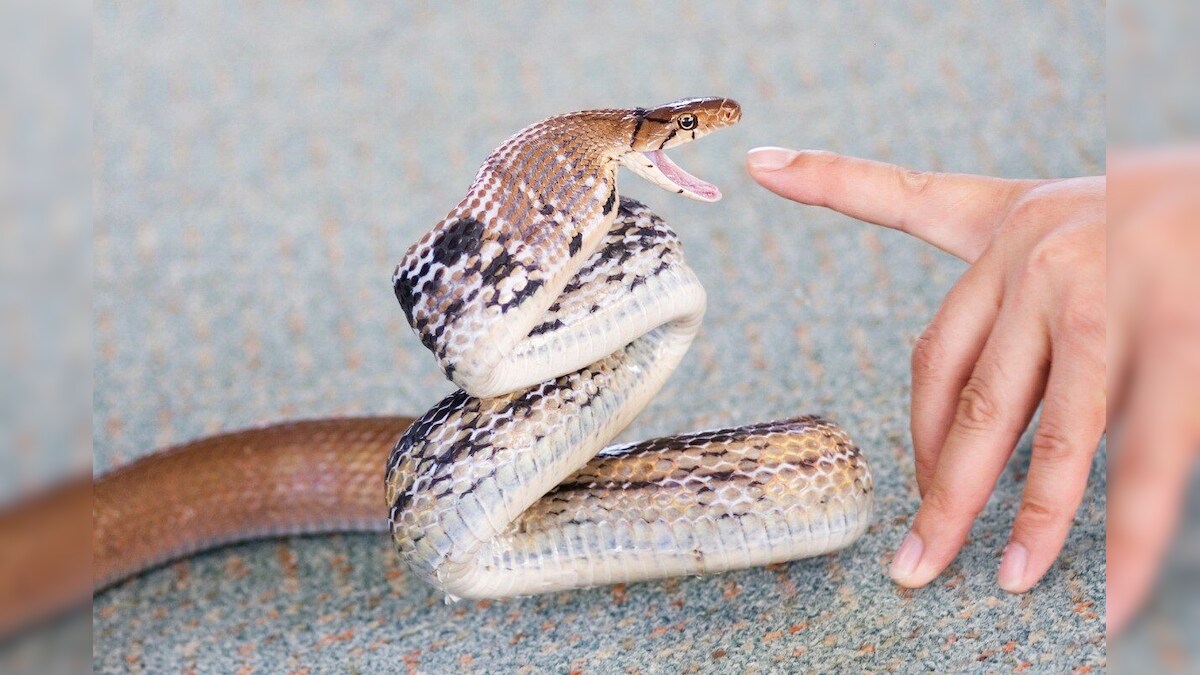 Snake Bite Antivenom Injection: పాము కాటు వేశాక ఎంతసేపట్లో ఆసుపత్రికి ...