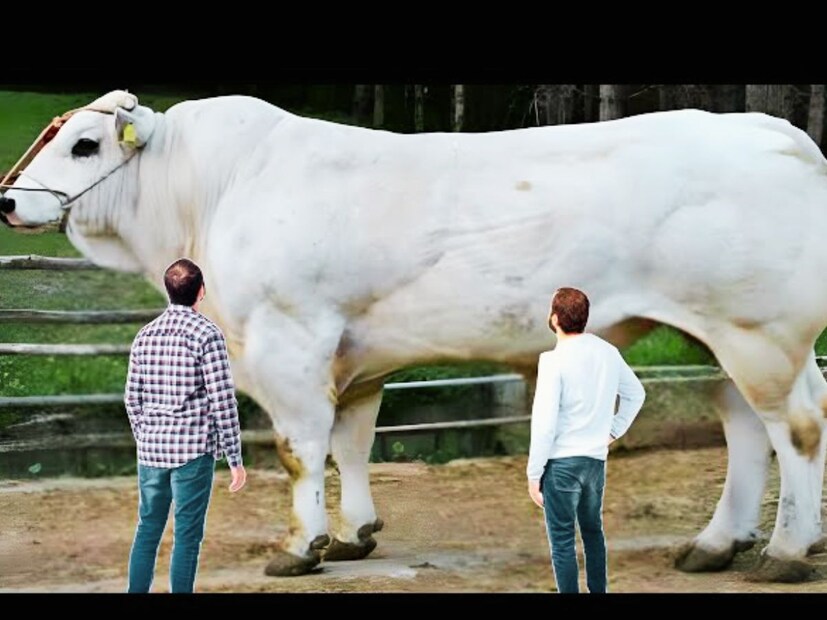 Largest Cows: వామ్మో.. ఇవి ఆవులా ఏనుగులా ? ఒక్కొక్కటి ఇలా ఉన్నాయేంటి రా ...