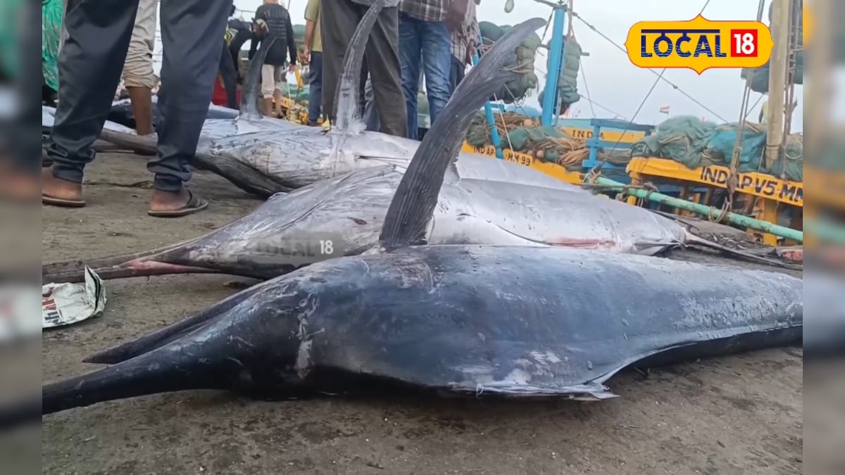 ఈ చేప ఒక్కటి వలకు చిక్కితే కాసుల పంటే | kommu konam fish is caught in a ...