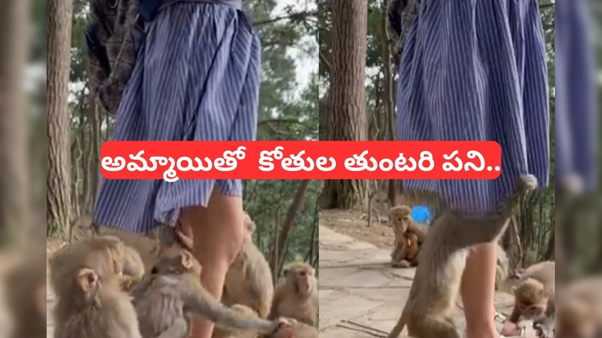 Hilarious Viral Video: అమ్మాయి స్కర్ట్‌లోకి దూరిన కోతి.. తర్వాత ఏం జరిగిందంటే, ఇదెక్కడి వీడియోరా ...