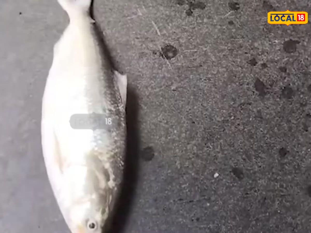 Pulasa Fish: కేజీ రూ.15 వేలు.. ఈ చేప తినాలంటే లక్ ఉండాల్సిందే! | Pulasa ...