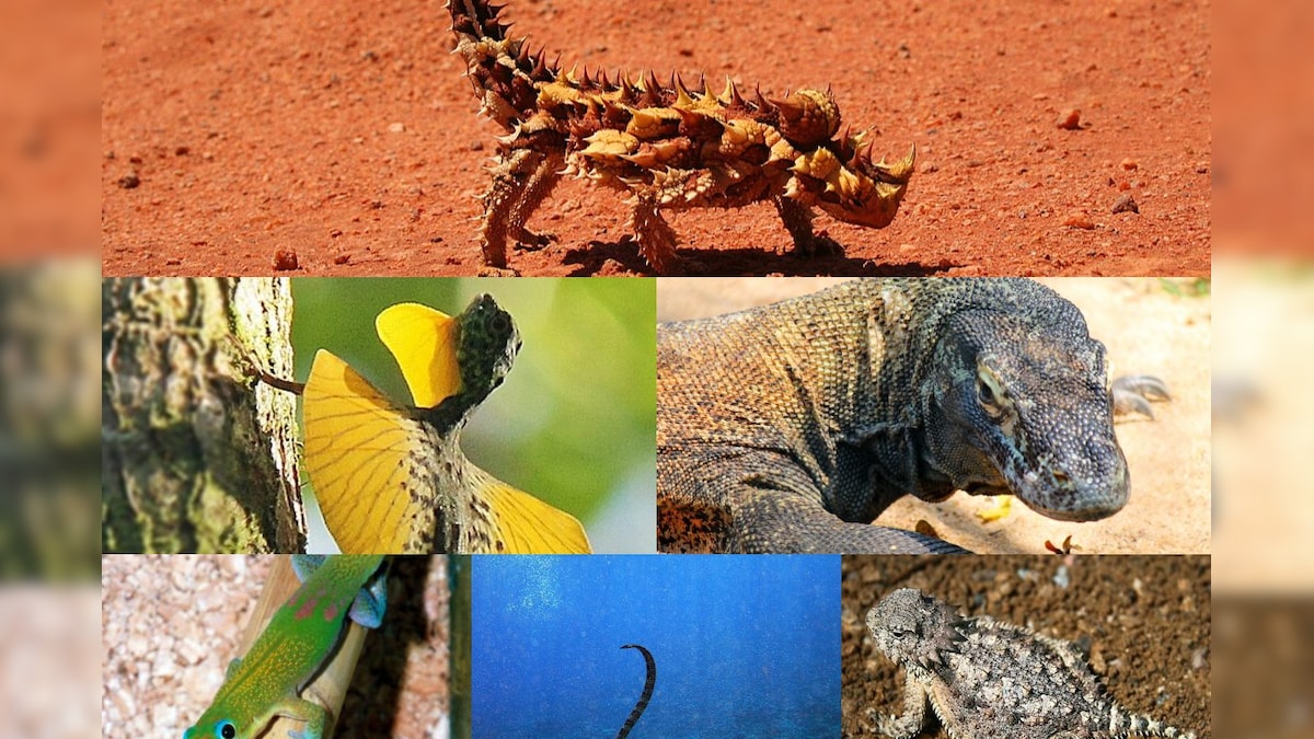 Reptiles: ఈ 8 సరీసృపాలు చాలా స్పెషల్.. నమ్మలేని విధంగా మారిపోగలవు ...