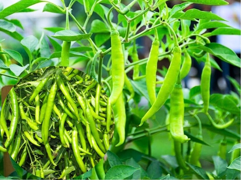 Red Chilli VS Green Chilli: పచ్చి మిర్చి VS ఎండు మిర్చి! ఆరోగ్యానికి ...