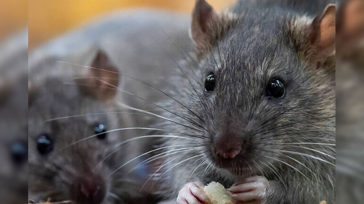 Rat Tips: చలికాలంలో మీ ఇంట్లోకి ఎలుకలు క్యూ కడుతున్నాయా?.. ఈ తప్పులు ...