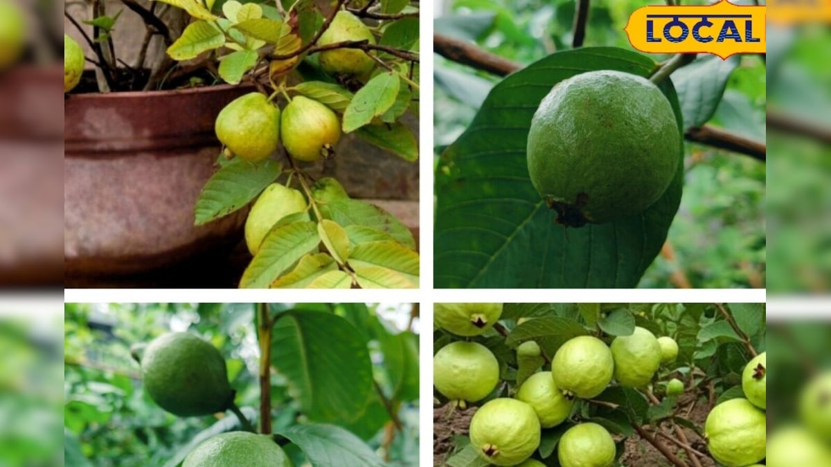 Grow The Best Guava Varieties In Pots: జామ పండ్లను తోటలో కాదు ఇంట్లో ...