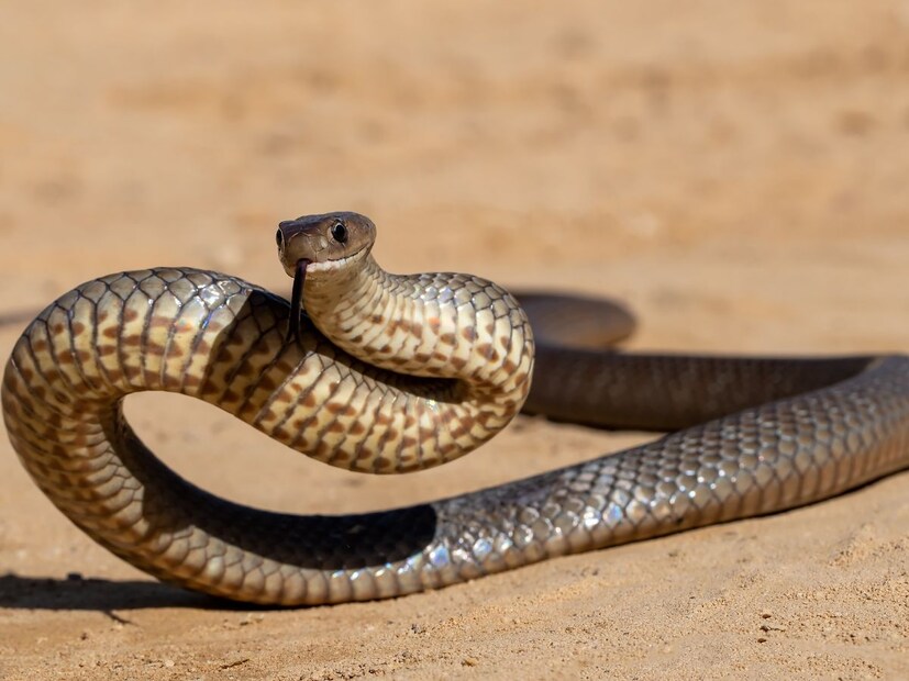 Snake: పాము చనిపోయిన తర్వాత కూడా లోపల విషం అలాగే ఉంటుందా?.. చాలా మందికి ...