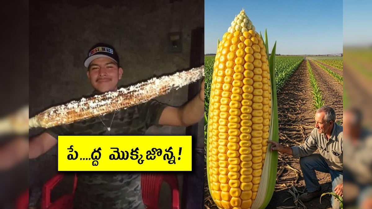 Giant Corn Jala: ప్రపంచంలోనే అతి పెద్ద మొక్కజొన్న.. అక్కడ మాత్రమే ...