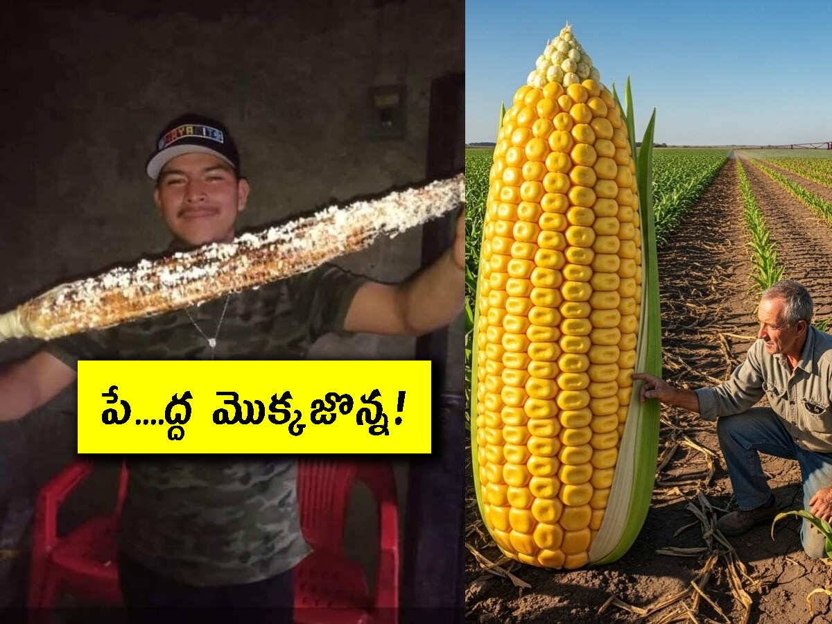 Giant Corn Jala: ప్రపంచంలోనే అతి పెద్ద మొక్కజొన్న.. అక్కడ మాత్రమే ...