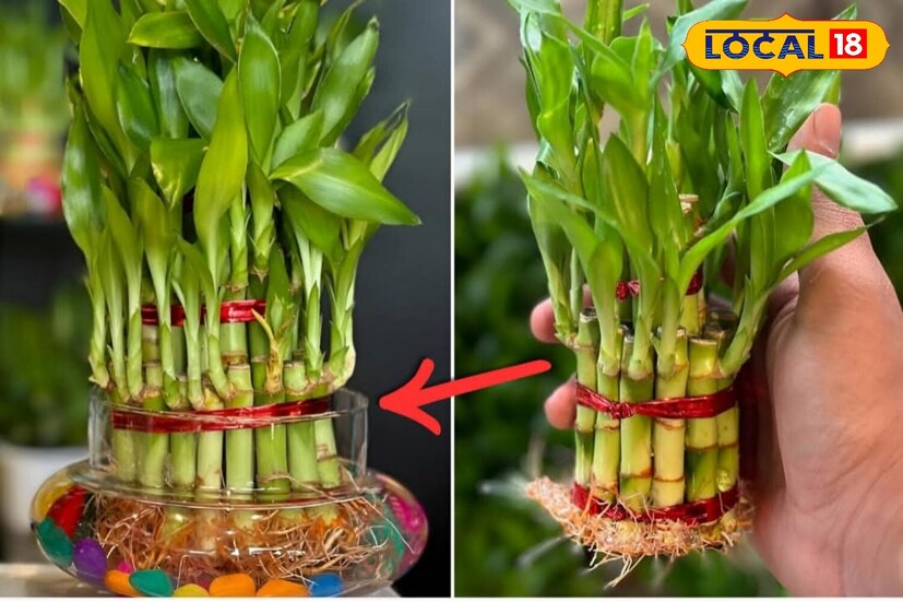 Bamboo Plants Planting Tips: ఇంట్లోని వెదురు మొక్క పసుపు రంగులోకి ...