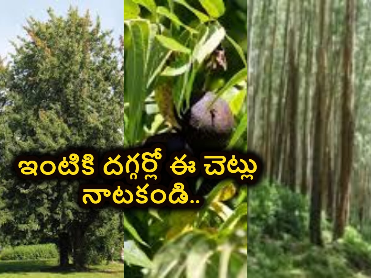 Trees: ఇంటికి దగ్గర్లో ఈ చెట్లు నాటకండి.. పునాదులతో సహా కూలిపోవచ్చు ...