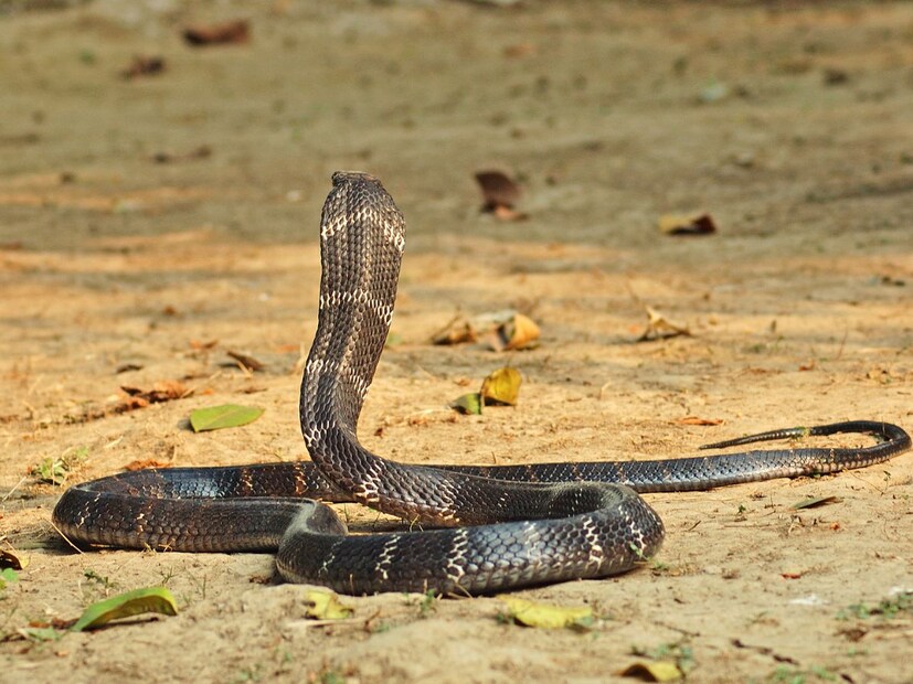 Snake Myth : పాము తోకతో చుట్టేసినా లేక కొట్టిన మనిషి చనిపోతాడా..? ఈ ...