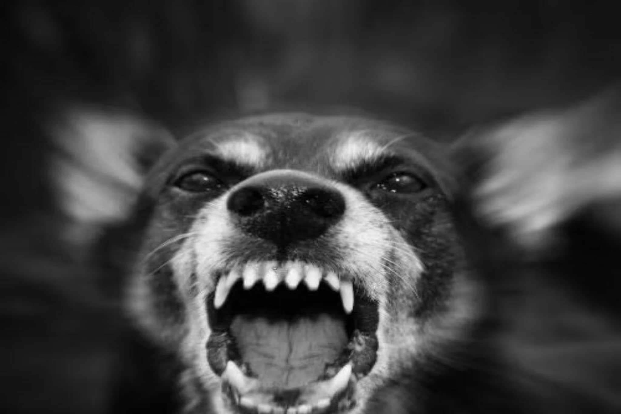 Dog Bite: కుక్క కరిచిన వెంటనే ఏం చేయాలో తెలుసా? డాక్టర్ చెప్పిన మాటలు ...