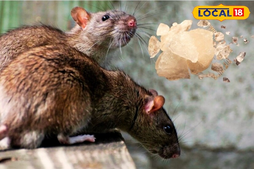 Rat control: ఎలుకలతో విసిగిపోయారా? చంపకుండానే బయటకు పంపే 5 అద్భుత ...