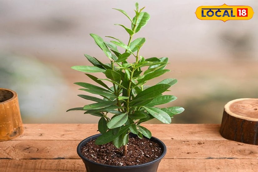 Allspice Tree: ఈ ఒక్క చెట్టును ఇంటి ఆవరణలో పెంచుకుంటే.. వాటితో అవసరం ...