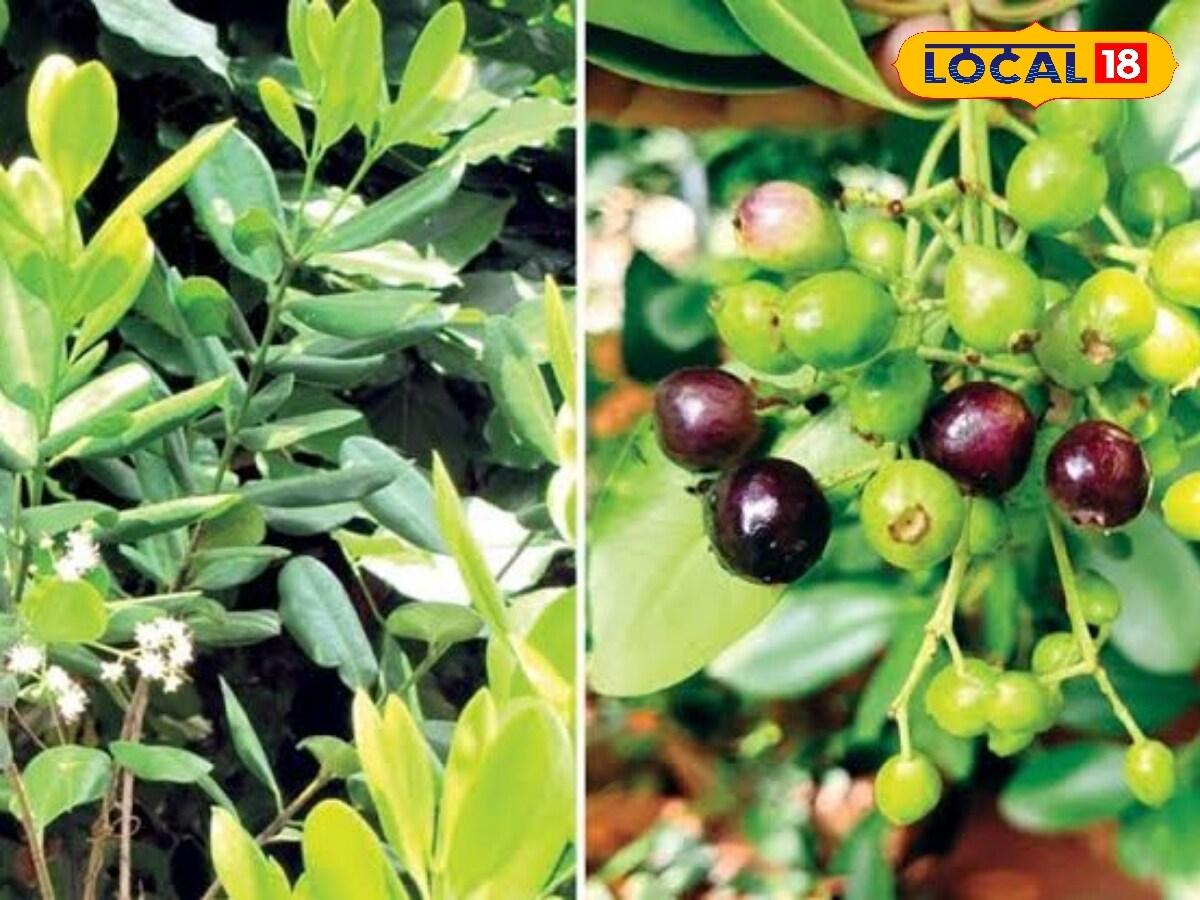 Allspice Tree: ఈ ఒక్క చెట్టును ఇంటి ఆవరణలో పెంచుకుంటే.. వాటితో అవసరం ...